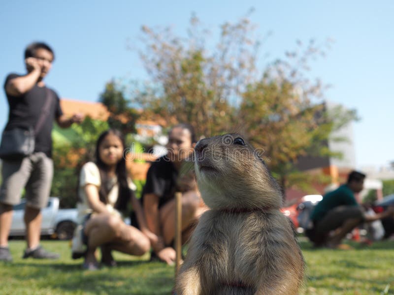 Perrydog foto de archivo. Imagen de mascota, animal, agradable - 86427286