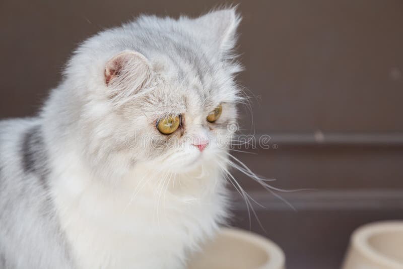 Persa branco foto de stock. Imagem de pele, persa, animal - 45240872