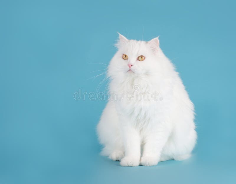 Gatinho Longhair Persa Branco Com Olhos Azuis Em Uma Cesta Cor-de-rosa ...