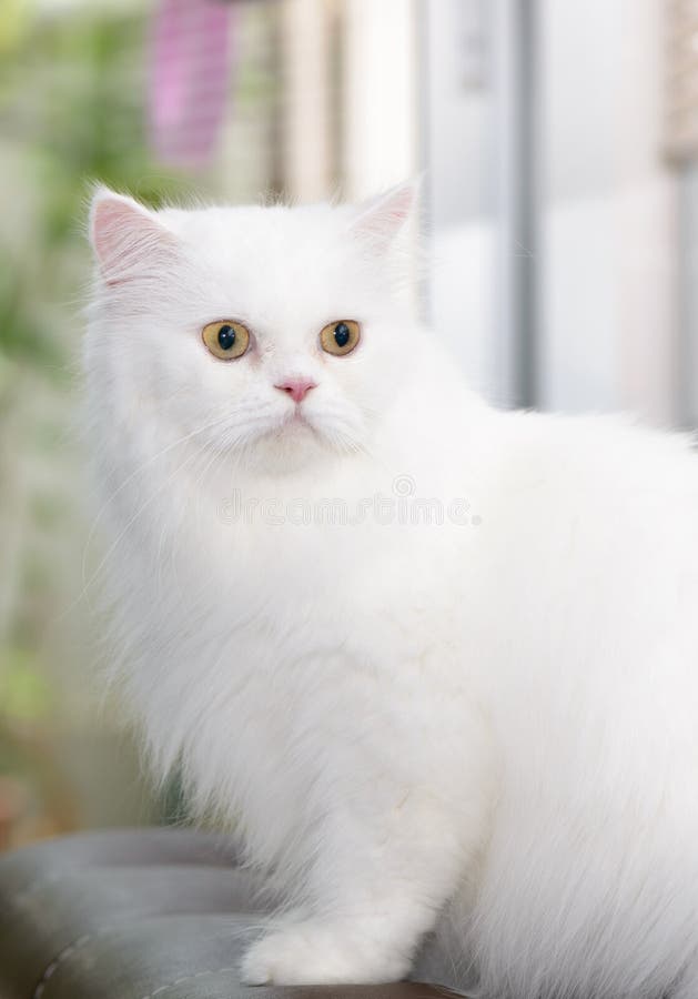 Gato Persa Branco Ajustado No Sofá Foto de Stock - Imagem de vertebrado ...