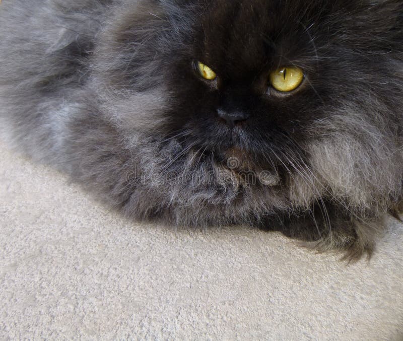 Gato persa negro imagen de archivo. Imagen de lindo, retrato - 18895519