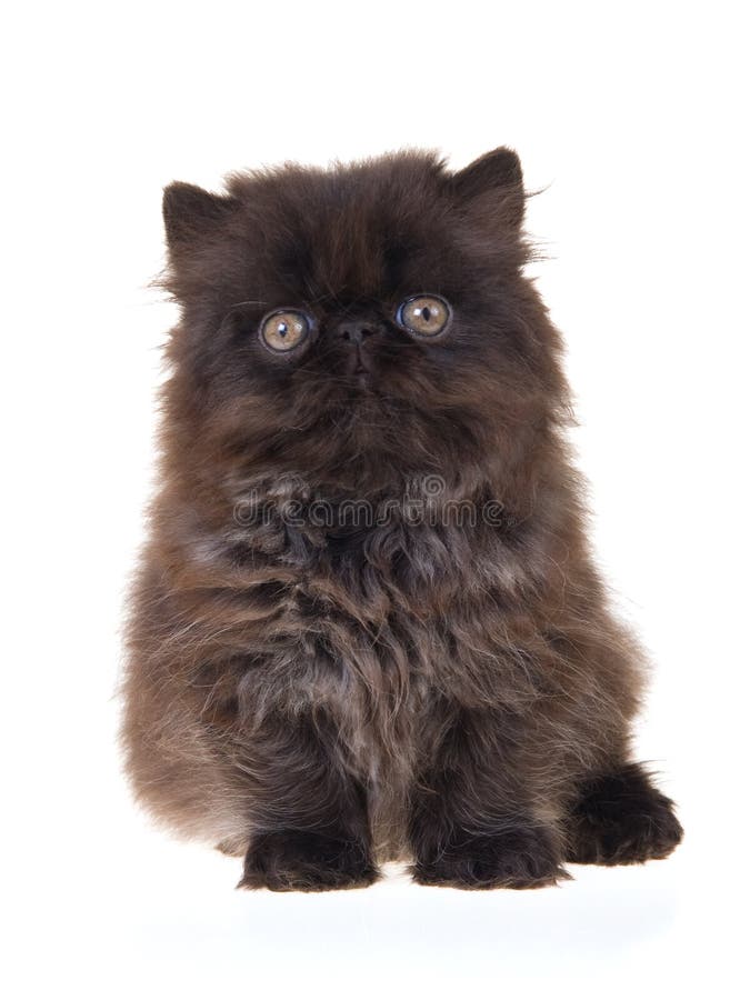 Persa Preto Bonito, No Fundo Branco Imagem de Stock - Imagem de gatos ...