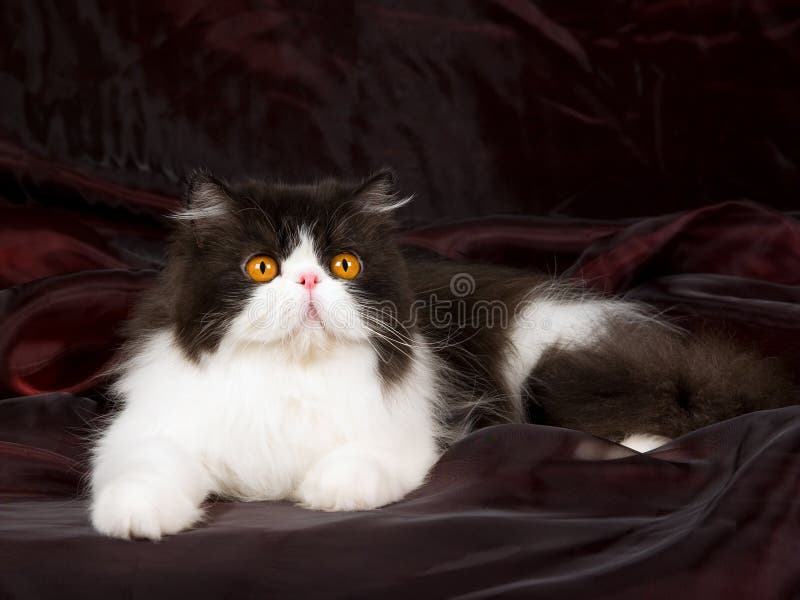 Persa Preto E Branco No Preto Do Burgund Imagem de Stock - Imagem de ...