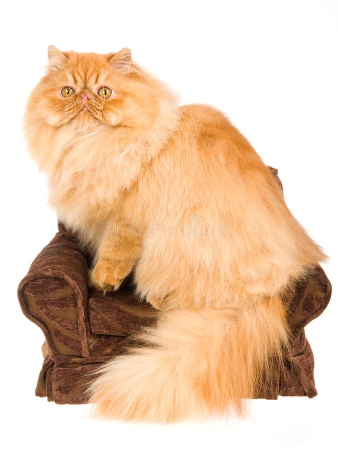 Persa Vermelho Na Mini Cadeira, No Fundo Branco Foto de Stock - Imagem ...