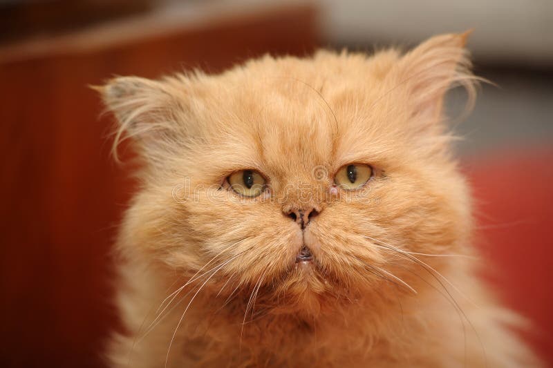 Chat persan roux image stock. Image du pédigrée, poilu - 25996013