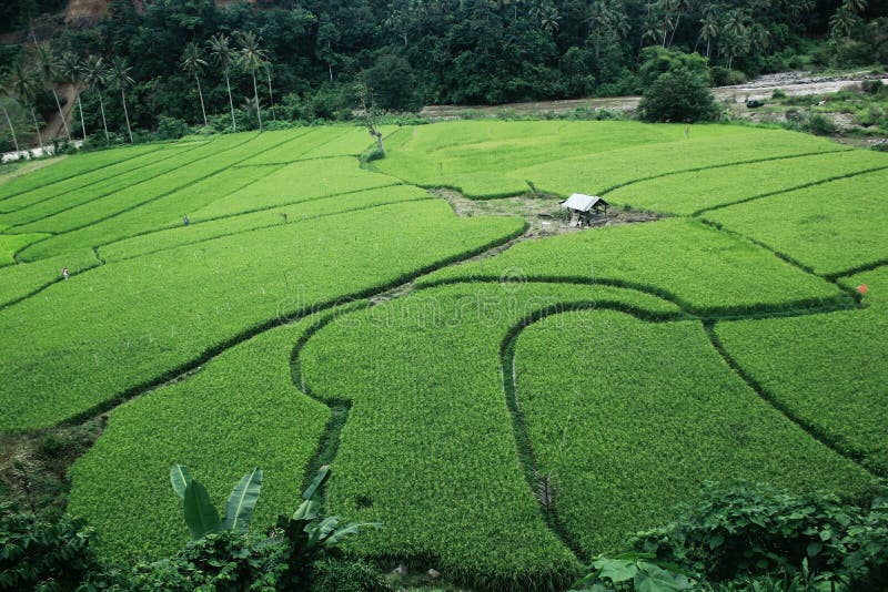 Persawahan Indonesia immagine stock. Immagine di indonesia - 107288353