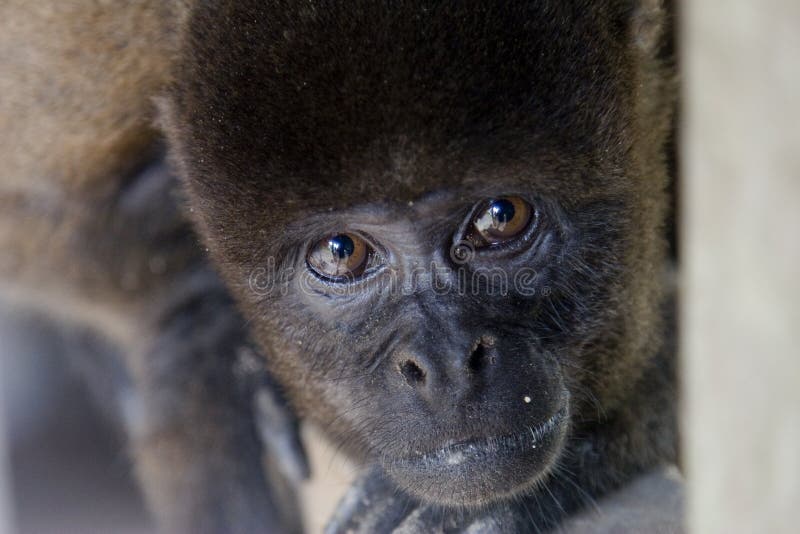 Macaco-de-cara-preta a Espreitar Imagem de Stock - Imagem de nariz ...
