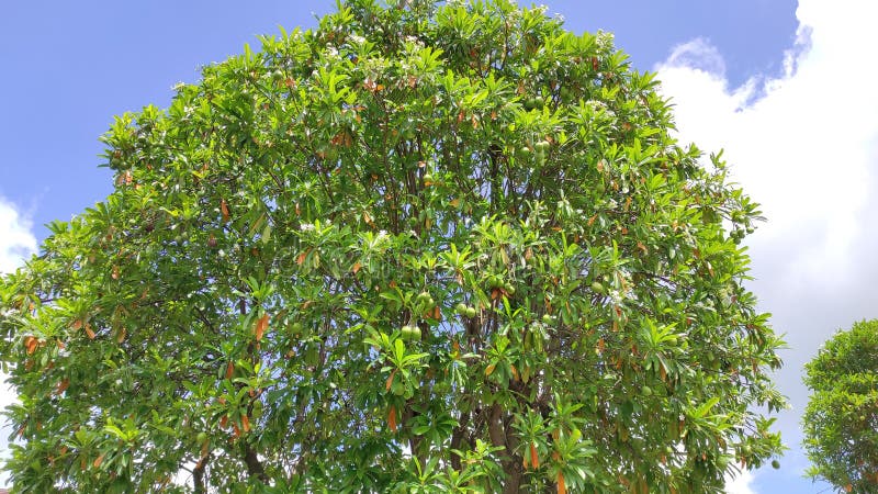 Persea Indica Trees Stock Photos - Free & Royalty-Free Stock Photos ...