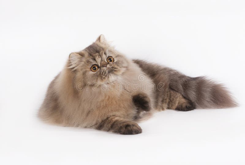 Perser-Brown-getigerte Katze Stockbild - Bild von haustiere, tier: 48150105