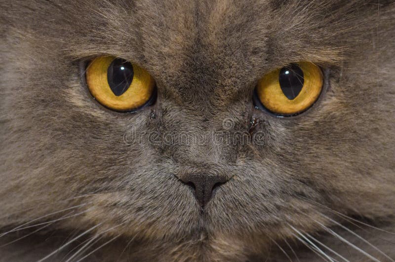 Läskig katt arkivfoto. Bild av medel, renrasig, perser - 34257084