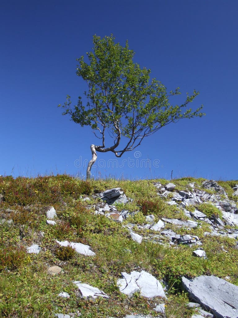 1,024 Perseverance Tree Stock Photos - Free & Royalty-Free Stock Photos ...