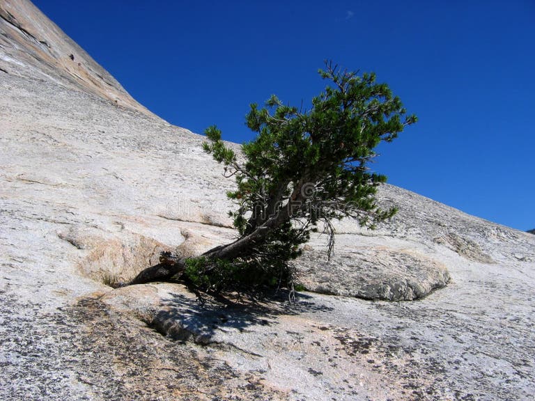 1,024 Perseverance Tree Stock Photos - Free & Royalty-Free Stock Photos ...