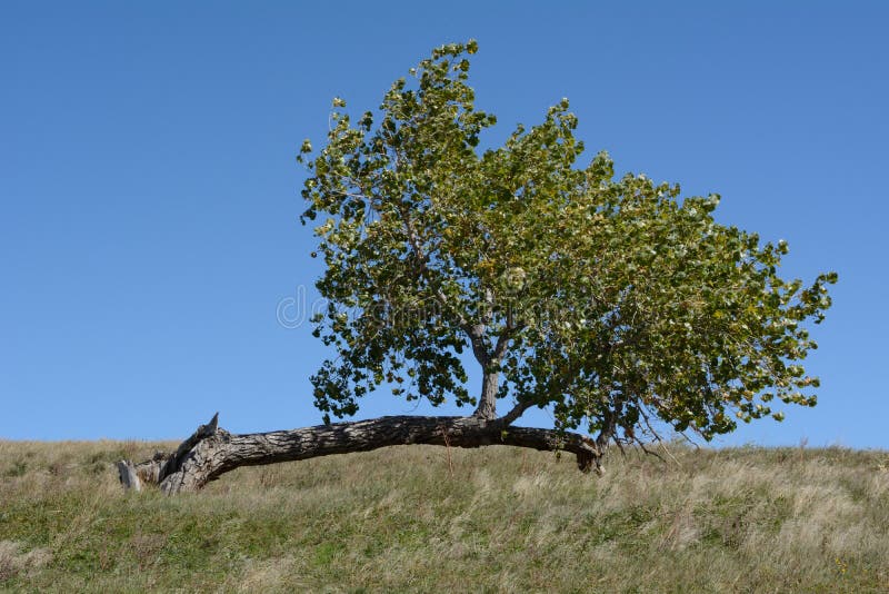 851 Perseverance Tree Stock Photos - Free & Royalty-Free Stock Photos ...