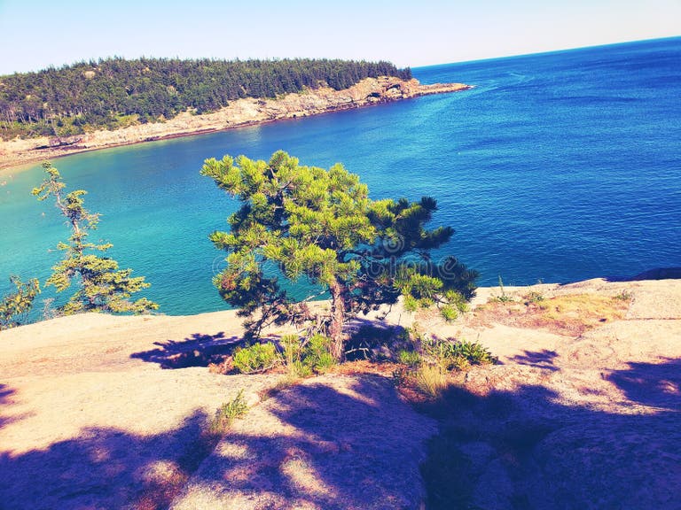 Perseverance stock image. Image of lonely, right, tree - 126591909