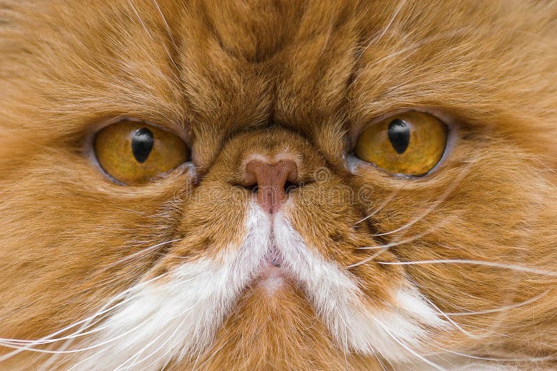Angry Persian Cat stock image. Image of puff, angry, animal - 312571