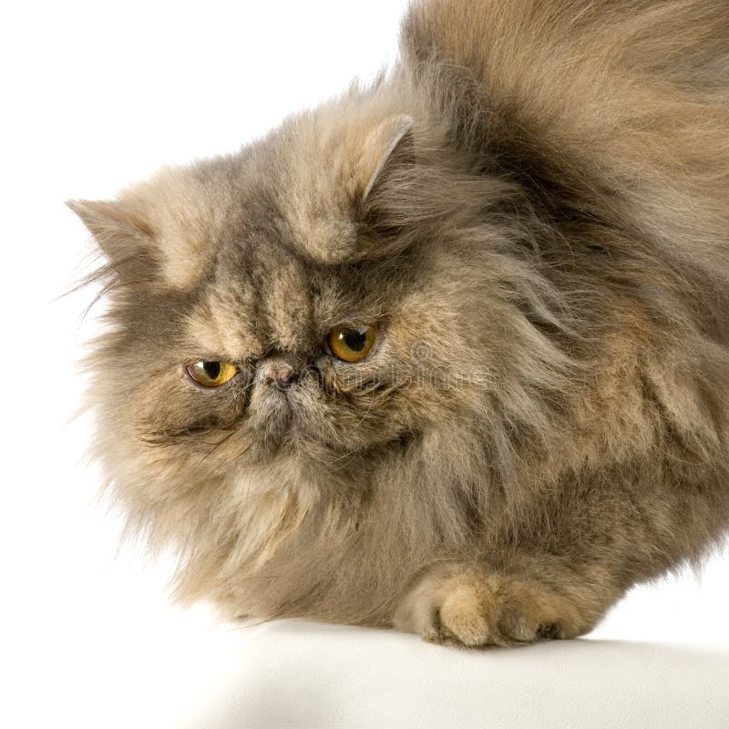 The Sleepy Yellow Persian Cat Stock Photo - Image of sleeping, relax ...