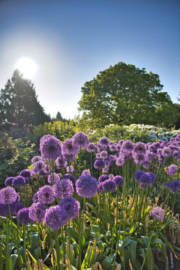 Giant Purple Allium Flower Blue Sky Stock Photos - Free & Royalty-Free ...
