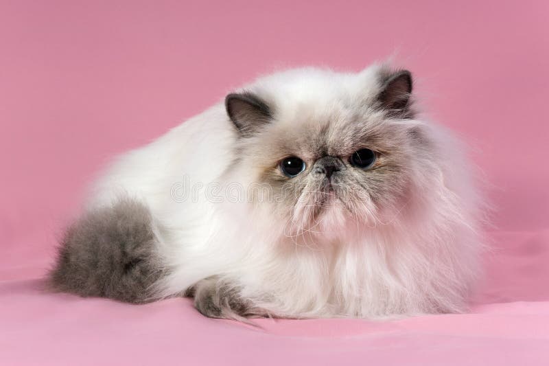 Persian Cat, Red Point Color Stock Image - Image of kitty, animal ...