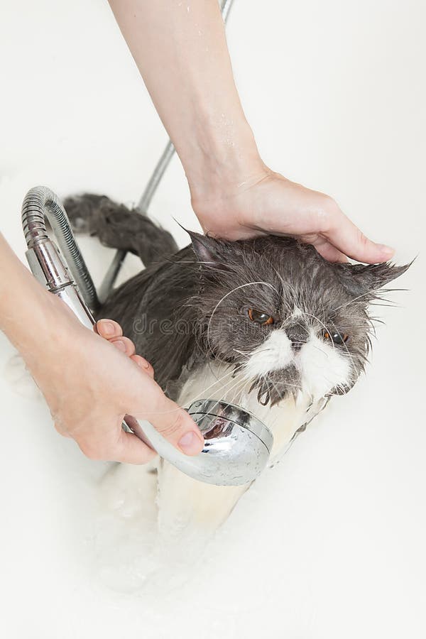 Cat in the shower stock photo. Image of bath, hand, wash - 3227054