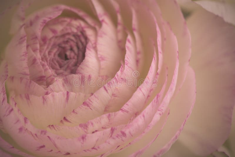 Persian Buttercup Flower stock image. Image of blossom - 31304249