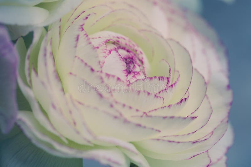 Persian Buttercup Flower stock photo. Image of pastel - 31304250