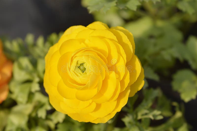 Flower Latin Name Ranunculus Hybrids Stock Photos - Free & Royalty-Free ...