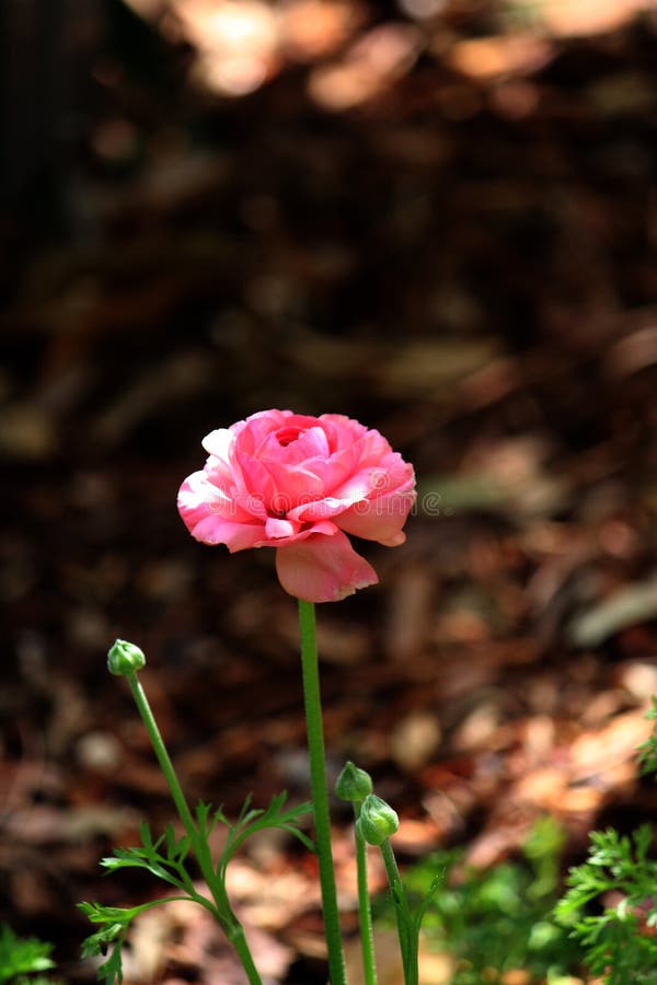 Persian Buttercup Flower Stem Stock Photo - Image of persian, delicate ...