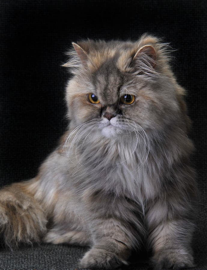Persian cat stock image. Image of domestic, pedigree - 10017197
