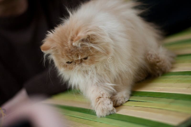 Persian cat stock photo. Image of shine, animal, yellow - 13332262