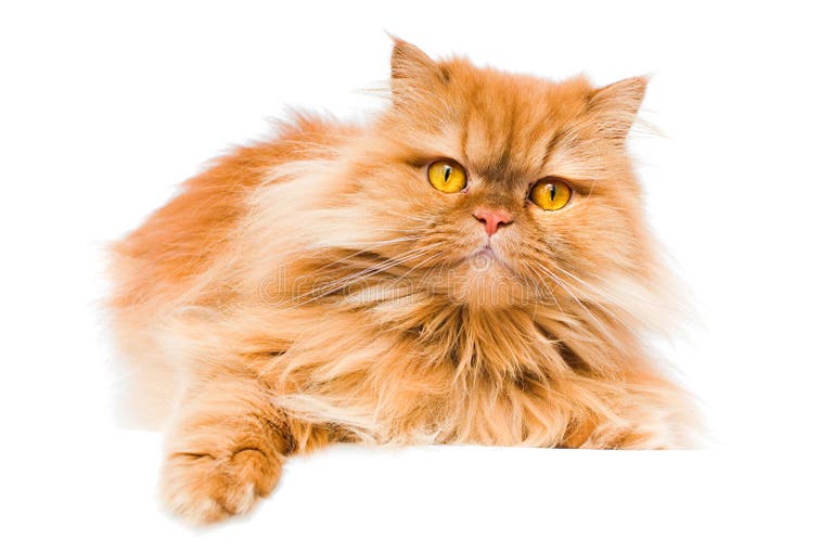 189,176 Persian Lali Stock Photos - Free & Royalty-Free Stock Photos ...