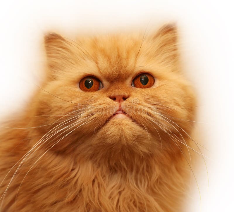 Angry Persian Cat stock image. Image of nose, close, whiskers - 5257381