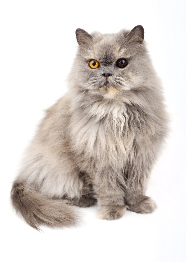 Persian Seal Tortie Colorpoint Cat Stock Image - Image of point, breed ...