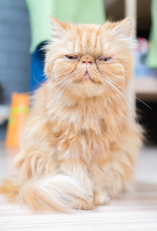 Shirazi Cat Stock Photos - Free & Royalty-Free Stock Photos from Dreamstime