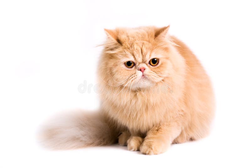 Ginger Persian cat stock photo. Image of fauna, brown - 21504710