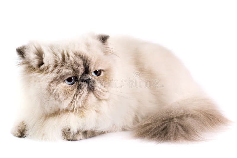 Blue Persian cat in studio stock image. Image of whiskers - 18797833
