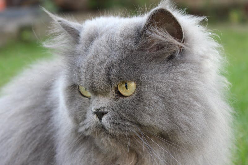 Persian cat stock image. Image of unruffled, animal, mammal - 78482573