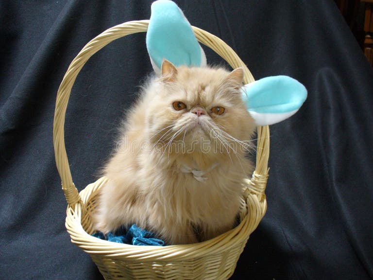 Persian cat bunny stock photo. Image of rabbit, persian - 723526