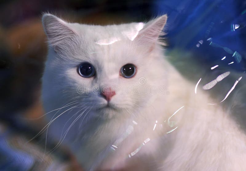 A Nice Cat at the Exhibition. Stock Image - Image of pedigree, hairy ...