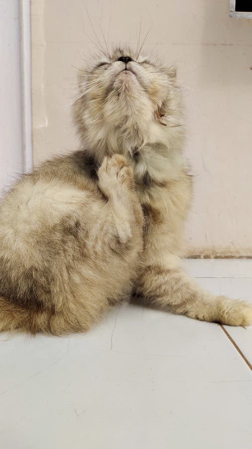 Persian Cat, Cute and Adorable Stock Image - Image of carnivore, puppy ...