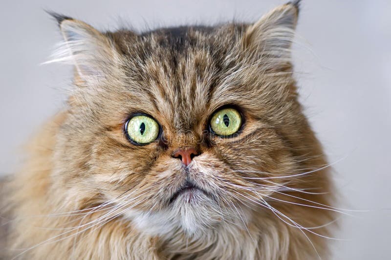 Persian Cat Face Close-up Picture. Image: 14044193