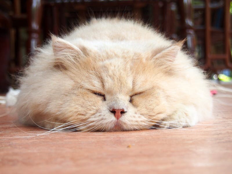 A persian cat stock image. Image of floor, beautiful - 82569701