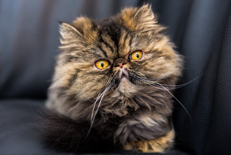 Persian cat stock photo. Image of yellow, animal, eyes - 51498316
