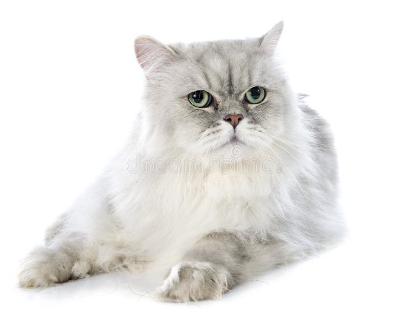 Male Persian Cat Breed Half Face Stock Image - Image of funny, pets ...