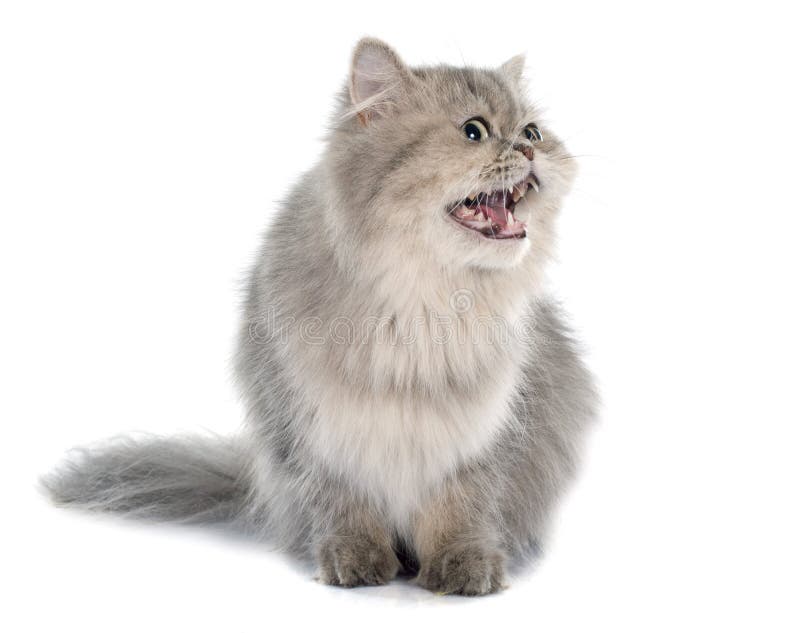 Angry persian cat stock image. Image of studio, mouth - 38822439