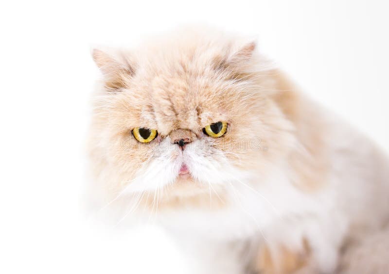 A Persian Cat with a Grumpy Expression Stock Image - Image of feline ...