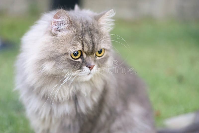Persian cat stock photo. Image of feline, hunting, furry - 57056574