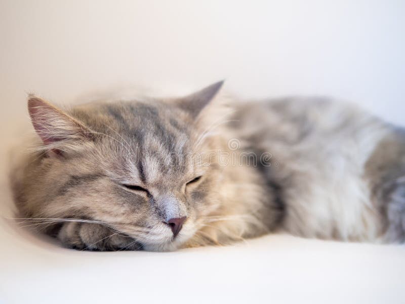 Persian Cat Lay Down on the Sofa and Feel Sleepy Stock Photo - Image of ...