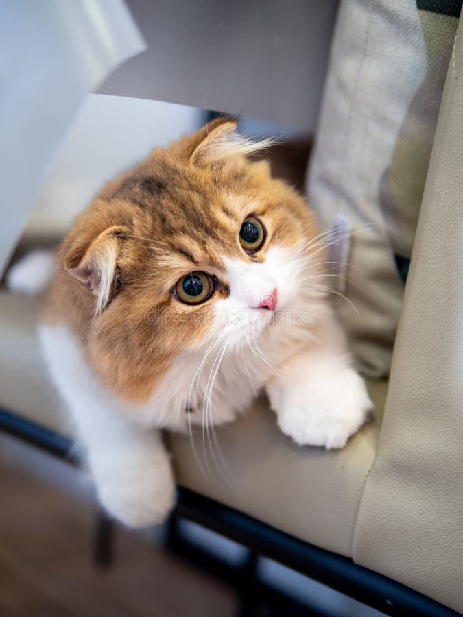 Persian Cat Lay Down on the Sofa and Looked at Something Stock Photo ...