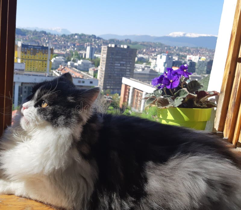 Persian cat Leo stock photo. Image of spring, persian - 114963776