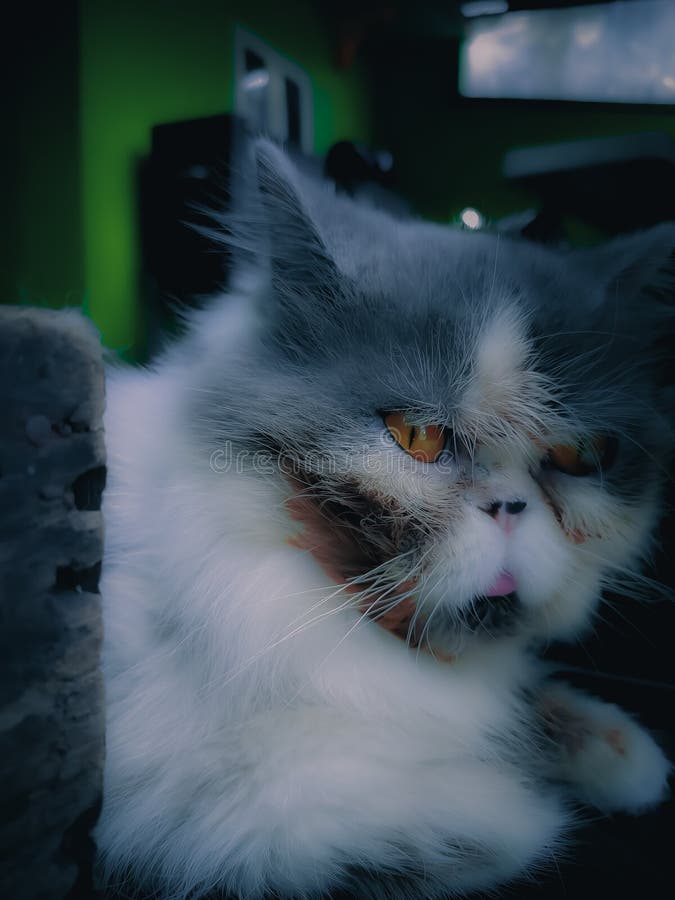 The Persian Cat is a Long-haired Domestic Cat Breed with a Round Face ...